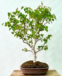 Bonsai Abedul (Betula): cuidados, estilos y belleza otoñal