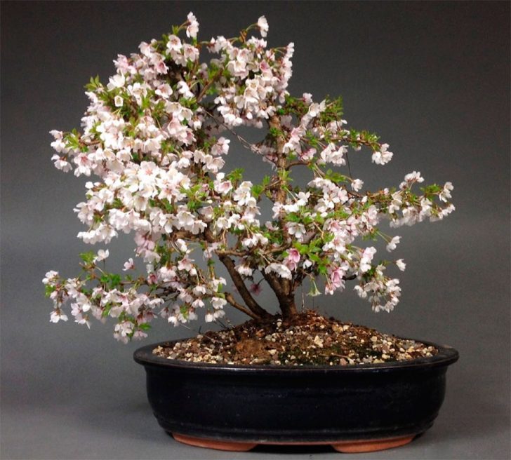 Los mejores bonsáis de flor