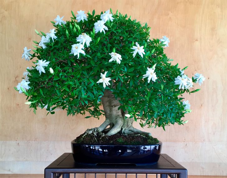 Los mejores bonsáis de flor