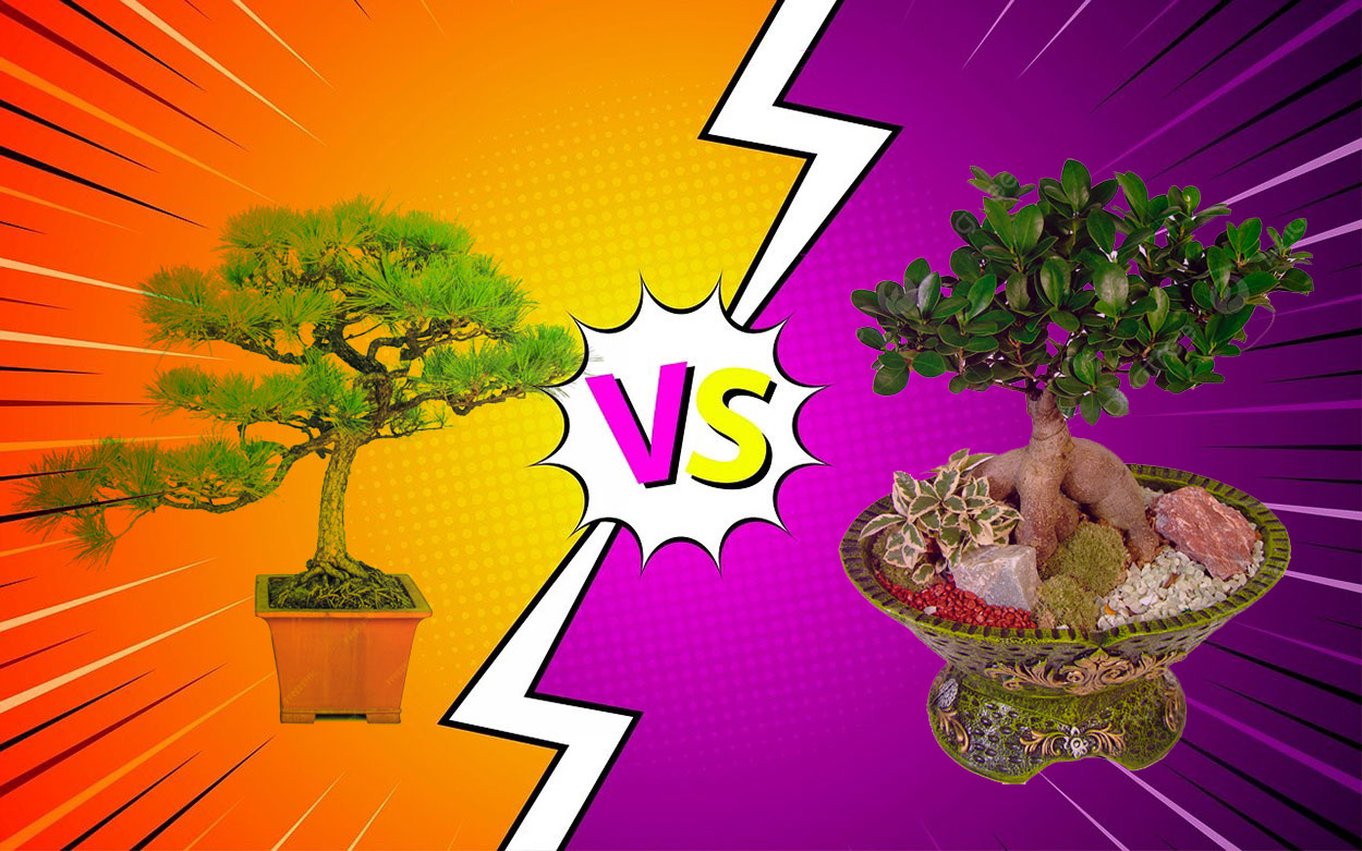 Bonsái interior vs exterior: diferencias y cuidados clave