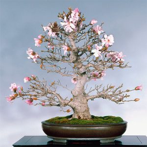 Bonsái Magnolia: Cuidados y mantenimiento