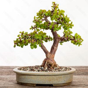 Portulacaria Afra Bonsai