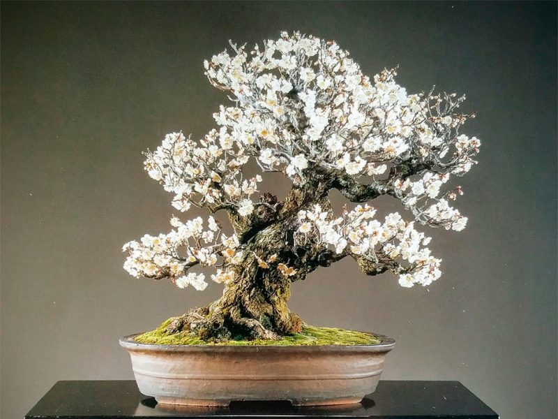 Los mejores bonsáis de flor