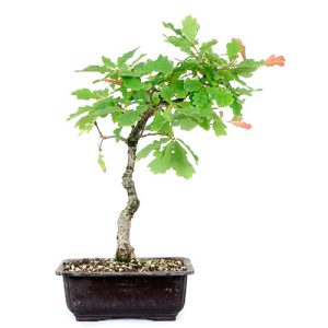 Bonsái Roble - Quercus robur: Cuidados y mantenimiento