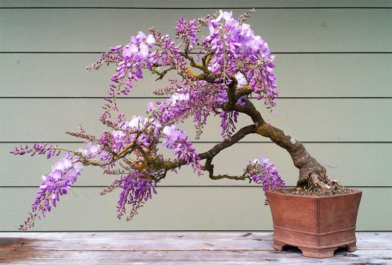 Los mejores bonsáis de flor