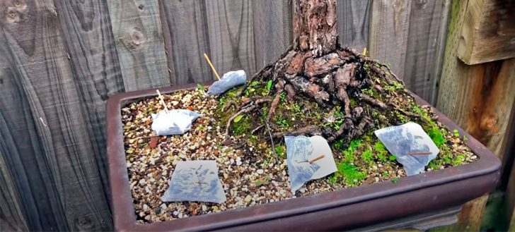 Guía para abonar tu bonsái