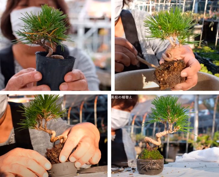 Cómo hacer un mini bonsái