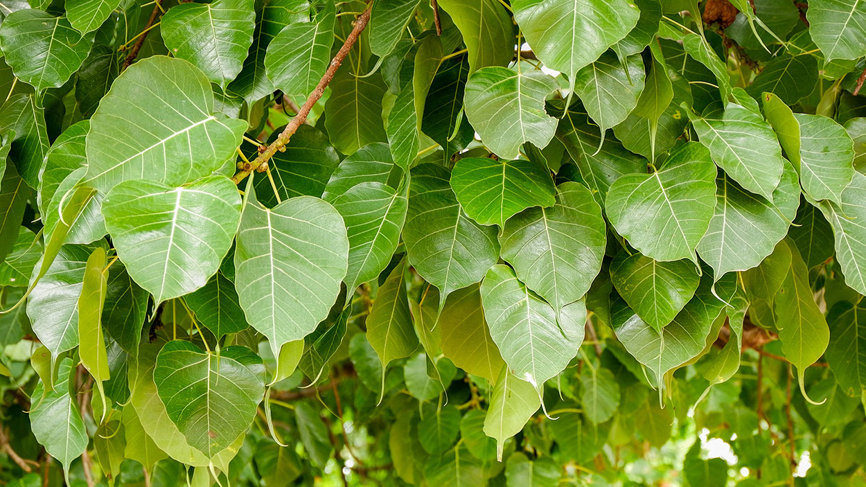 Bonsái Ficus: especies, cuidados y guía completa